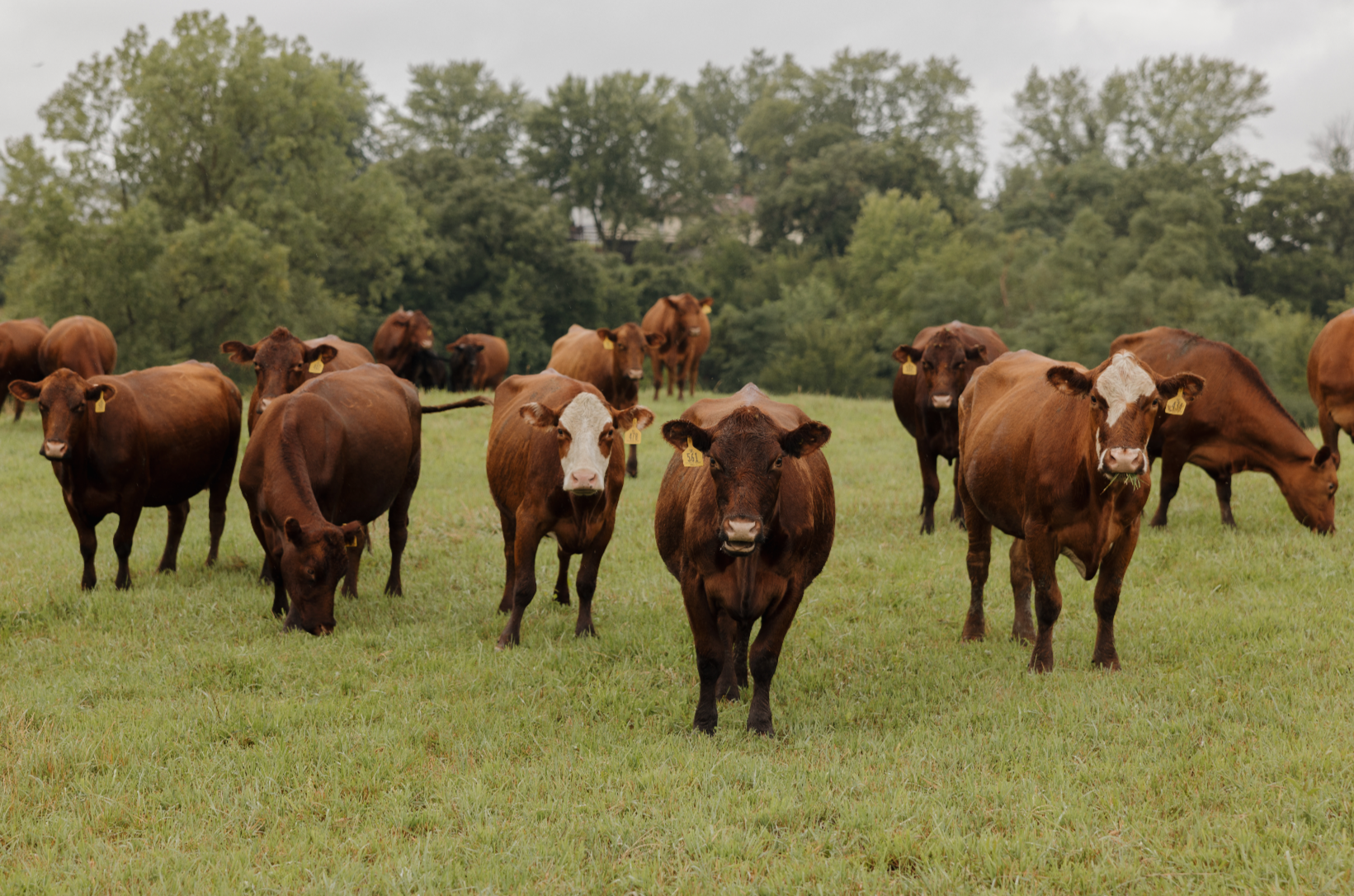 Is Corn-Finished Beef Healthy? Comparing Corn-Finished vs Grass-Finish